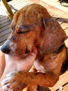 - HERO Hound Rescue